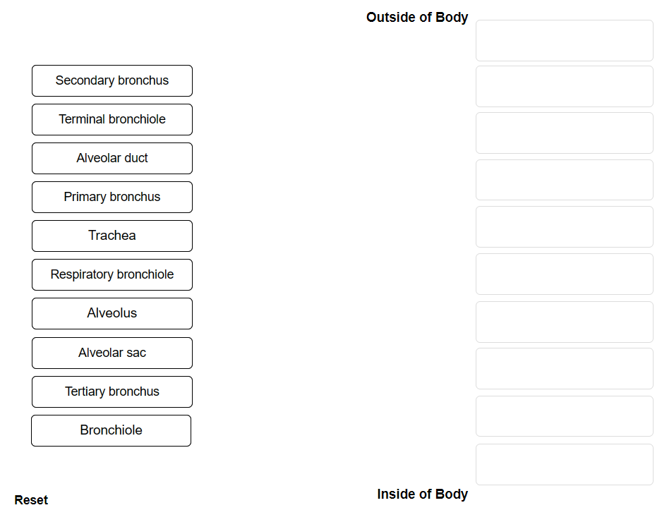 Solved Place the respiratory structures into the order that | Chegg.com