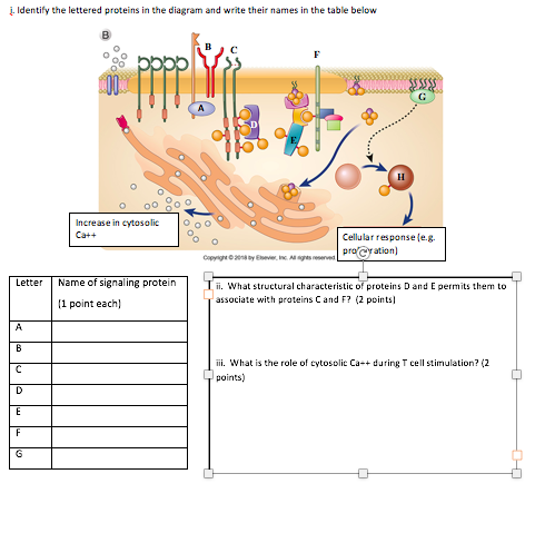 Solved i Identify the lettered proteins in the diagram and | Chegg.com