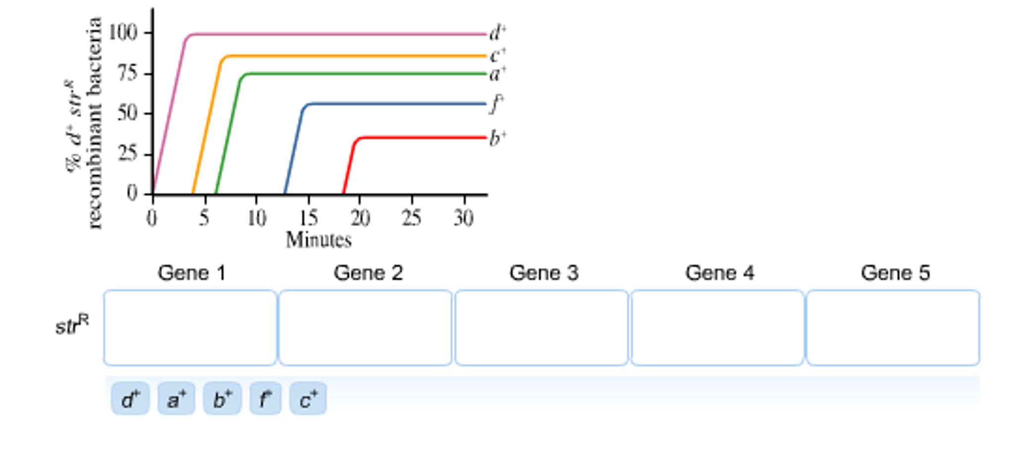 Solved An Hfr bacterial strain contains the genes a , b , c | Chegg.com
