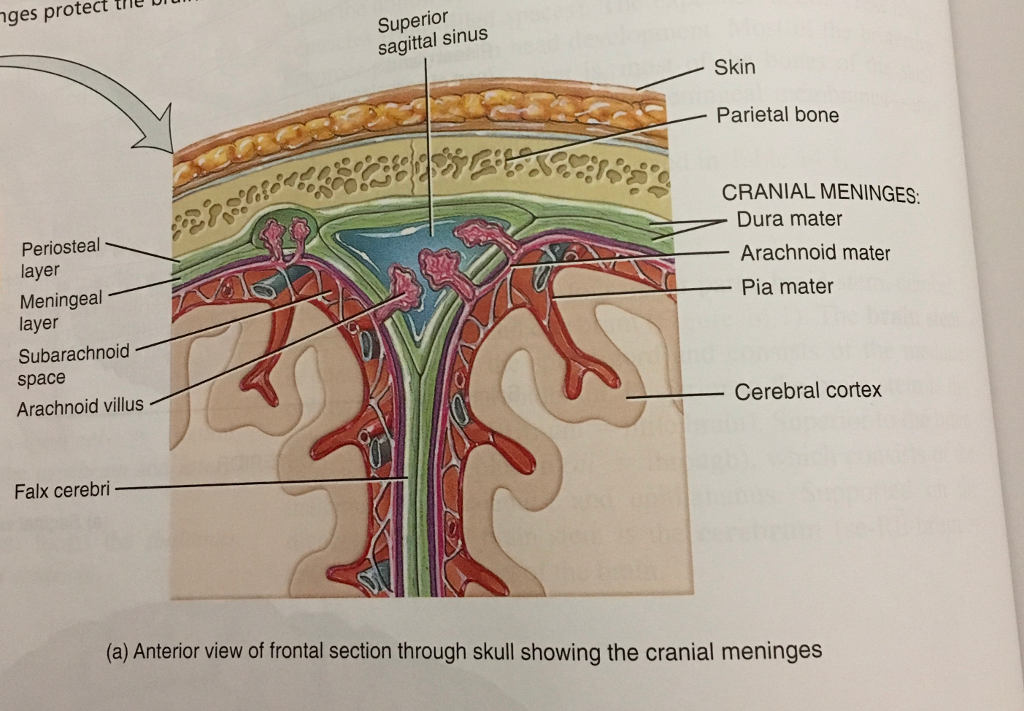 Frontal View Of The Meninges Of The Brain