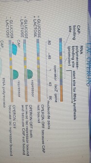 Solved CAP-binding site RNA polymerase-binding site | Chegg.com