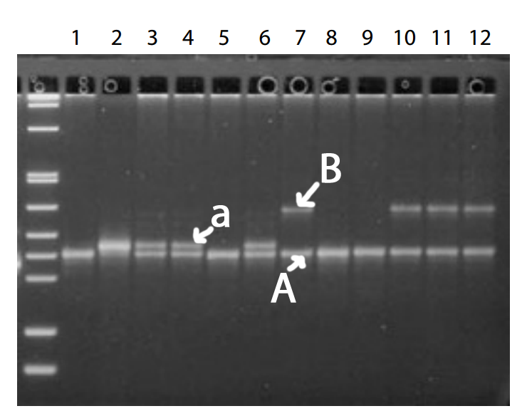 Solved Provide a general formula for the null model of | Chegg.com