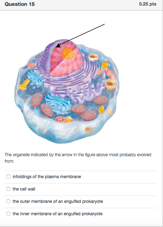 Solved The organelle indicated by the arrow in the figure | Chegg.com