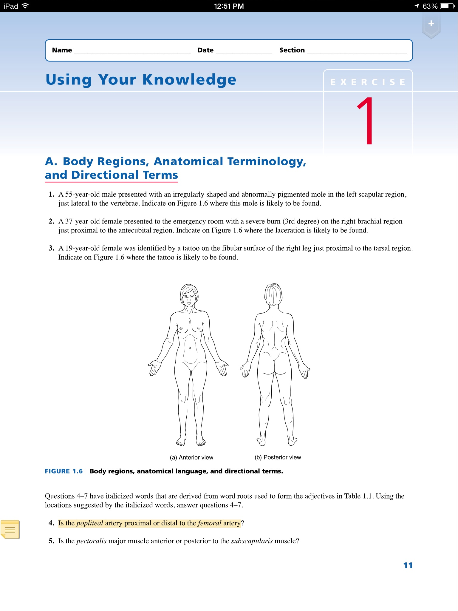 Solved Using Your Knowledge A. Body Regions, Anatomical | Chegg.com