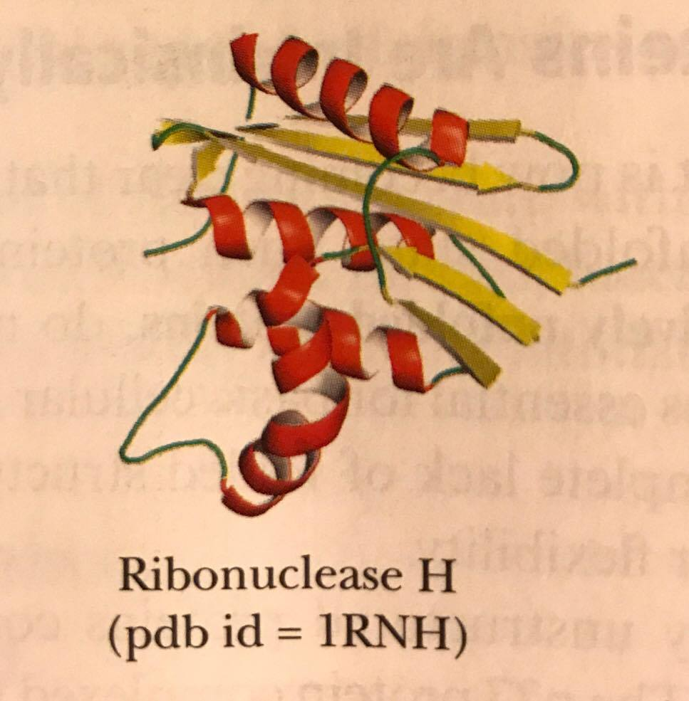 Solved 6.2 Draw two views of the protein fold of RNase H | Chegg.com