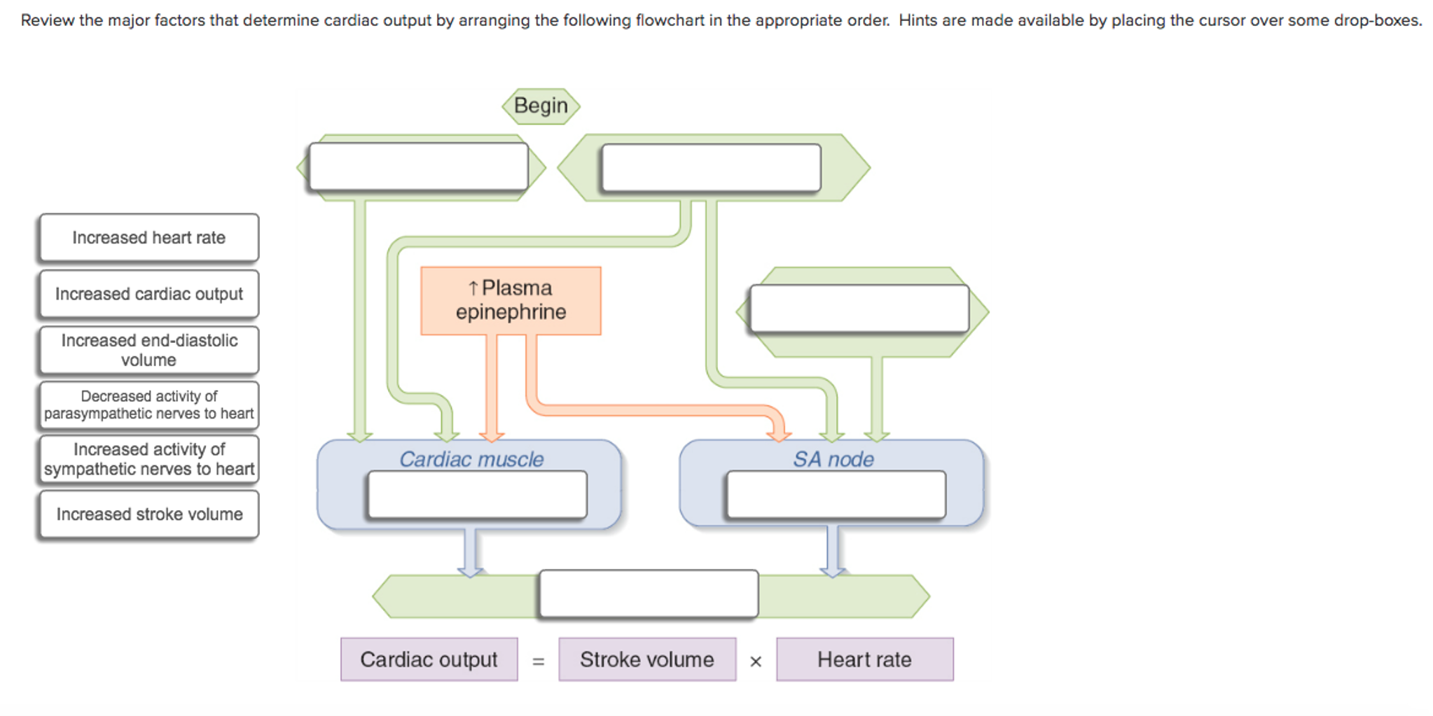 Solved Review the major factors that determine cardiac | Chegg.com