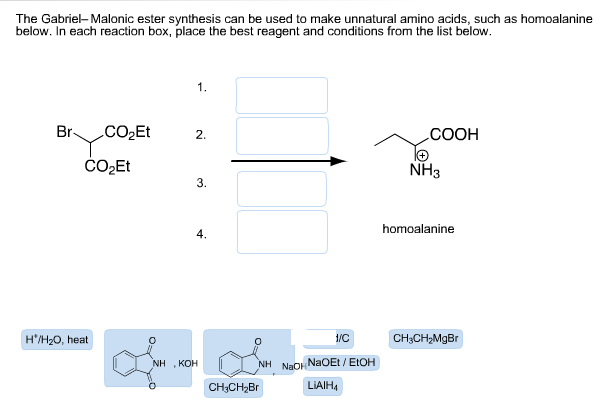 Solved The Gabriel-Malonic ester synthesis can be used to | Chegg.com