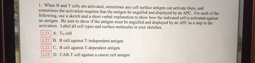 Solved 1. When B and T cells are activated, sometimes any | Chegg.com