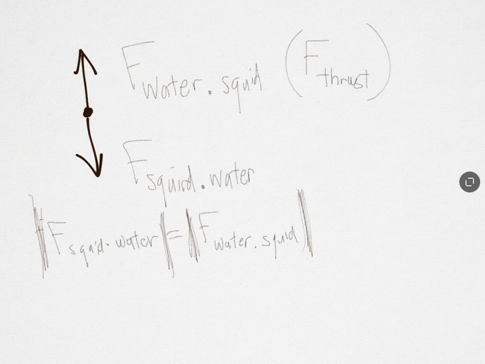 Solved Squids use jet propulsion. A squid pulls water into | Chegg.com