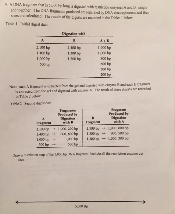 Solved 9. A DNA fragment that is 5,000 bp long is digested | Chegg.com