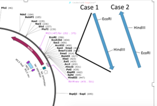 Solved a.) Briefly describe principles of colony PCR and how | Chegg.com Solved a.) Briefly describe principles of colony PCR and how | Chegg.com