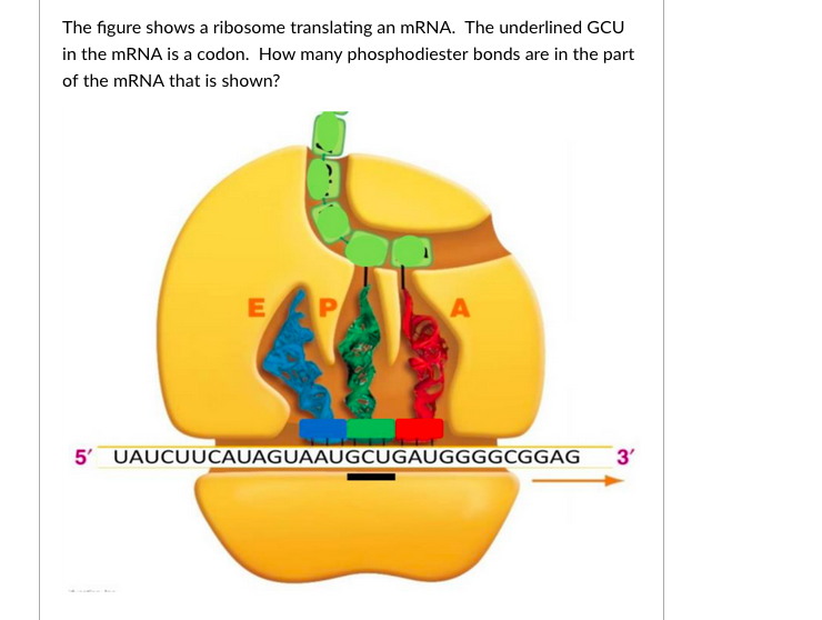 Solved The figure shows a ribosome translating an mRNA. The | Chegg.com