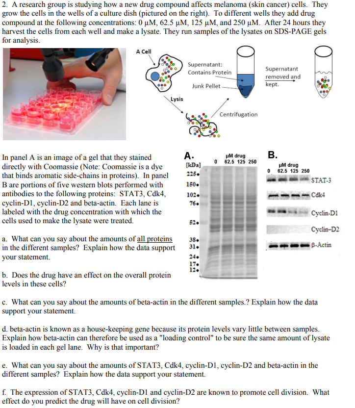 Solved 2. A research group is studying how a new drug | Chegg.com