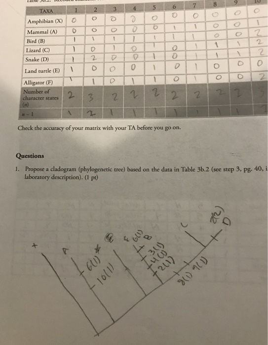 Solved Amphibian CX) o o o o o Mammal (A) Bird (B) Lizard | Chegg.com