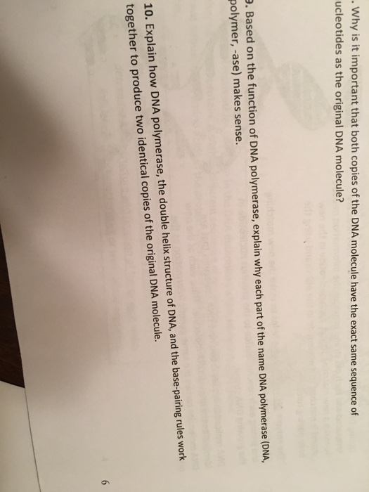 Solved Why is it important that both copies of the DNA | Chegg.com