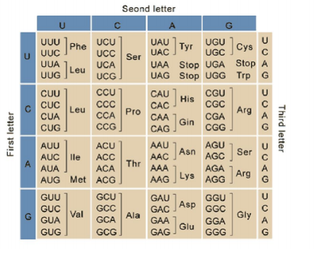 Solved 34) The mRNA sequence shown codes for a short | Chegg.com