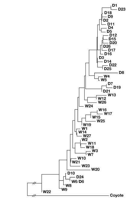 Solved The evolutionary tree (from whether dogs are derived | Chegg.com