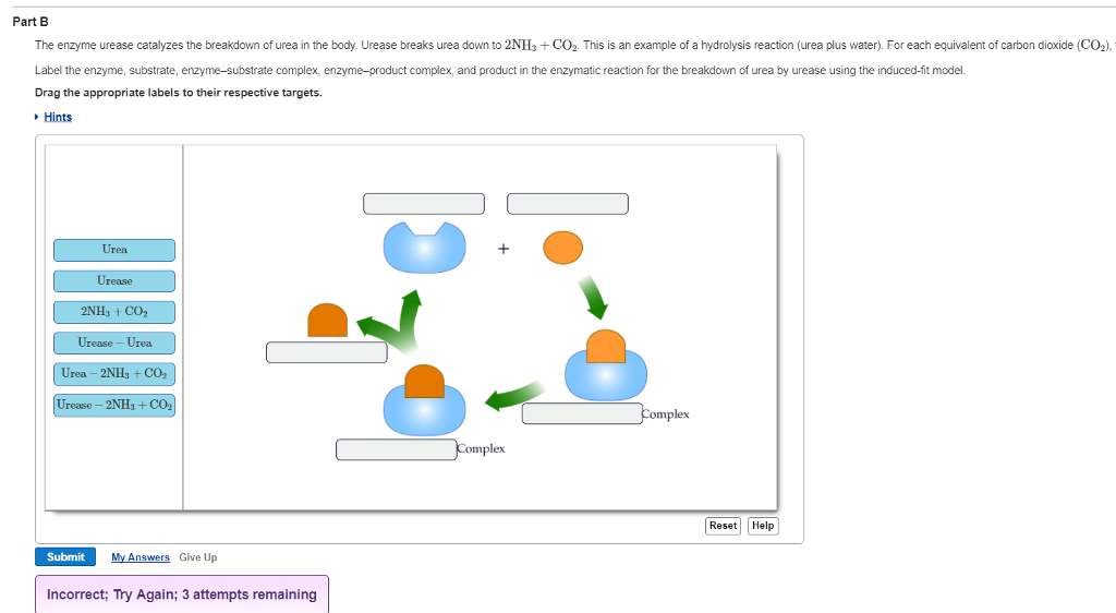 Solved Part B The enzyme urease catalyzes the breakdown of | Chegg.com