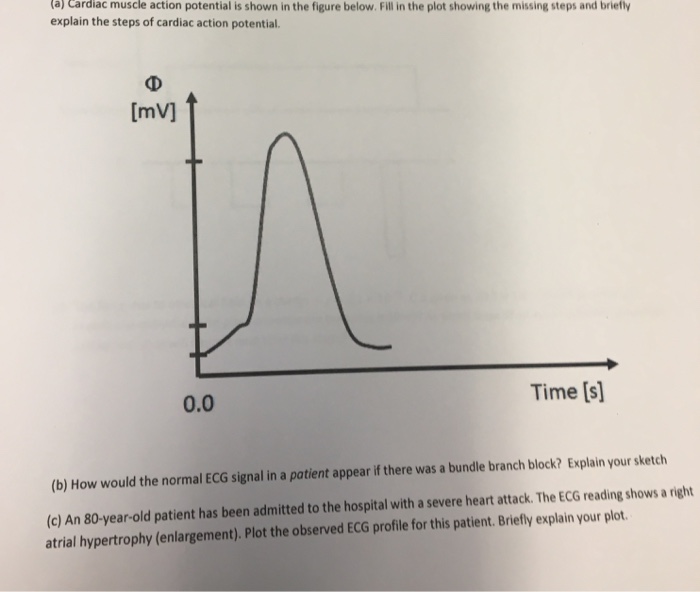 Solved cardiac muscle action potential is shown in the | Chegg.com