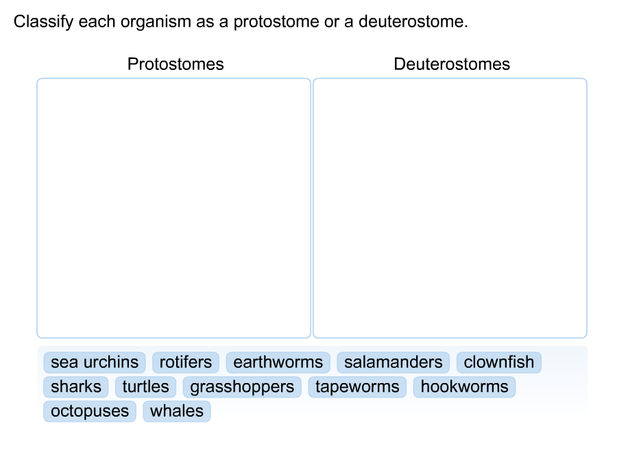 Solved Classify each organism as a protostome or a | Chegg.com