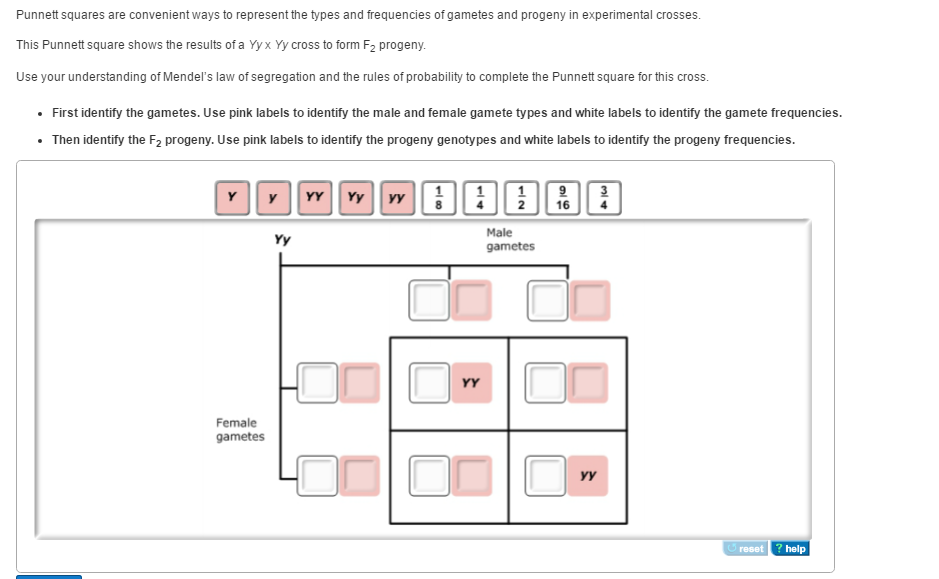 Solved Punnett squares are convenient ways to represent the | Chegg.com