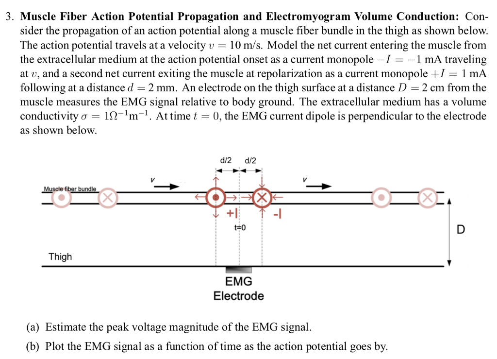 3. Muscle Fiber Action Potential Propagation and | Chegg.com
