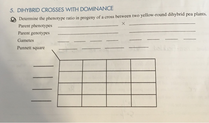 Solved Determine the phenotype ratio in progeny of a cross | Chegg.com