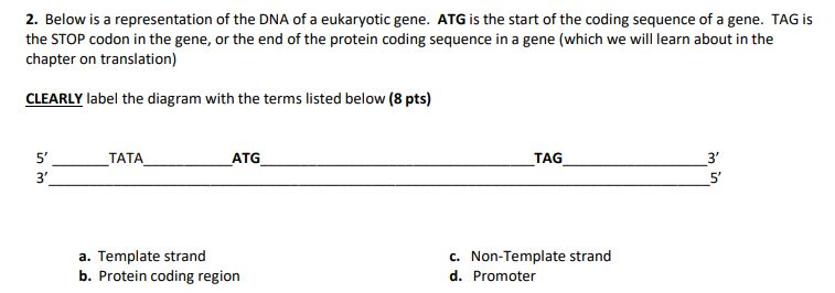 Solved 2. Below is a representation of the DNA of a | Chegg.com