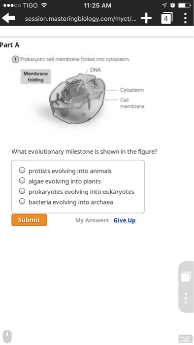 Solved Prokaryotic cell membrane folded into cytoplasm What | Chegg.com