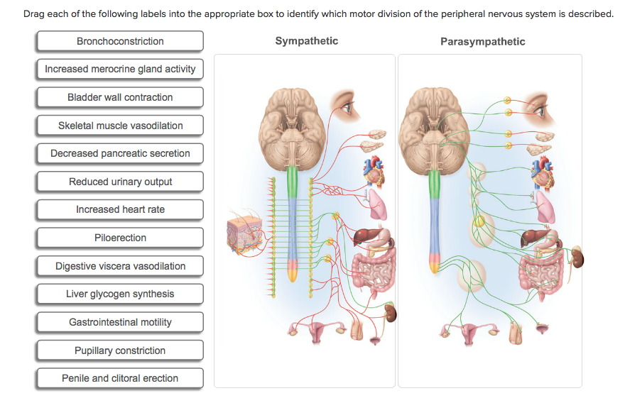 Solved Drag each of the following labels into the | Chegg.com