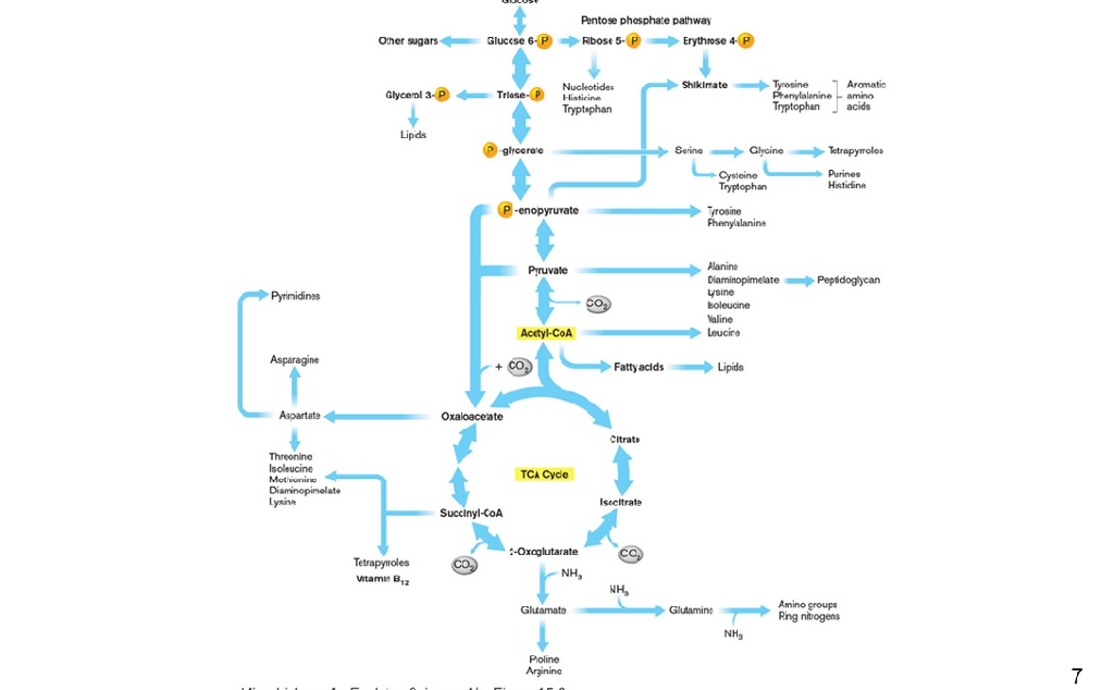 Solved Pentose phosphate pathway Other sugars- Gluccse 69 | Chegg.com