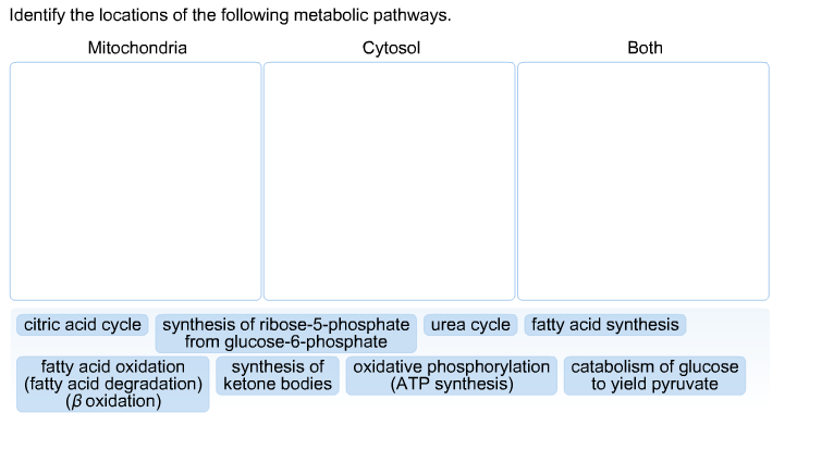 Solved Identify the locations of the following metabolic | Chegg.com