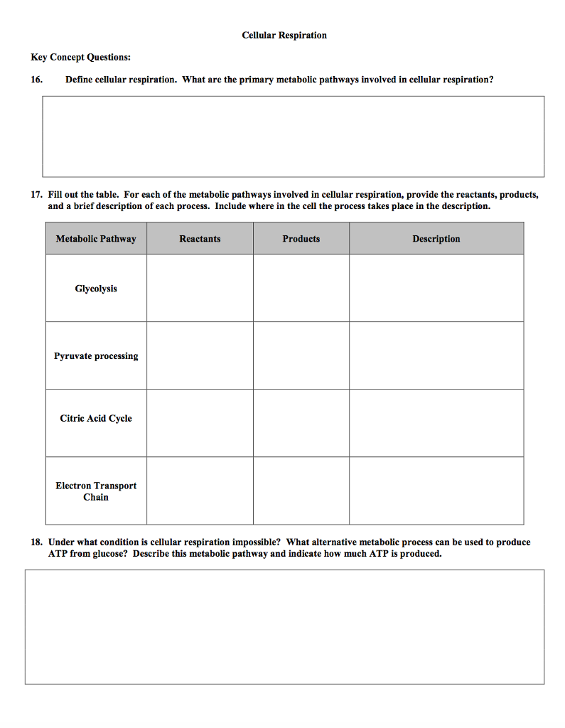 Solved Cellular Respiration Key Concept Questions: 16. | Chegg.com