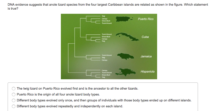 Solved DNA evidence suggests that anole lizard species from | Chegg.com