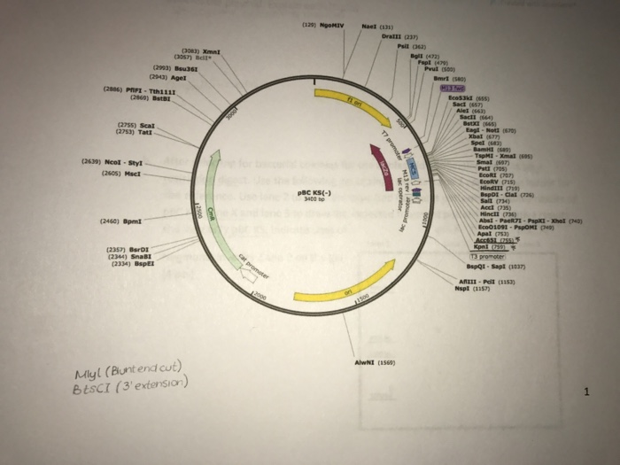 Solved Given the information about the gene fragment of | Chegg.com