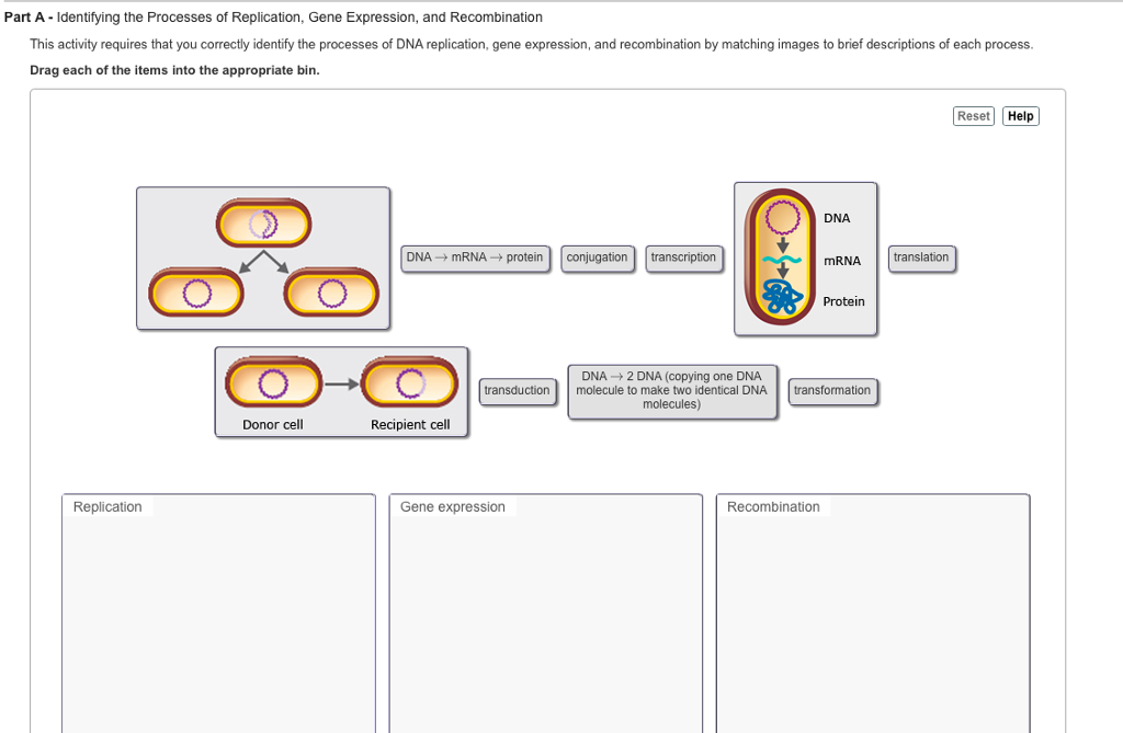 Solved Identifying the Processes of Replication, Gene | Chegg.com Solved Identifying the Processes of Replication, Gene | Chegg.com