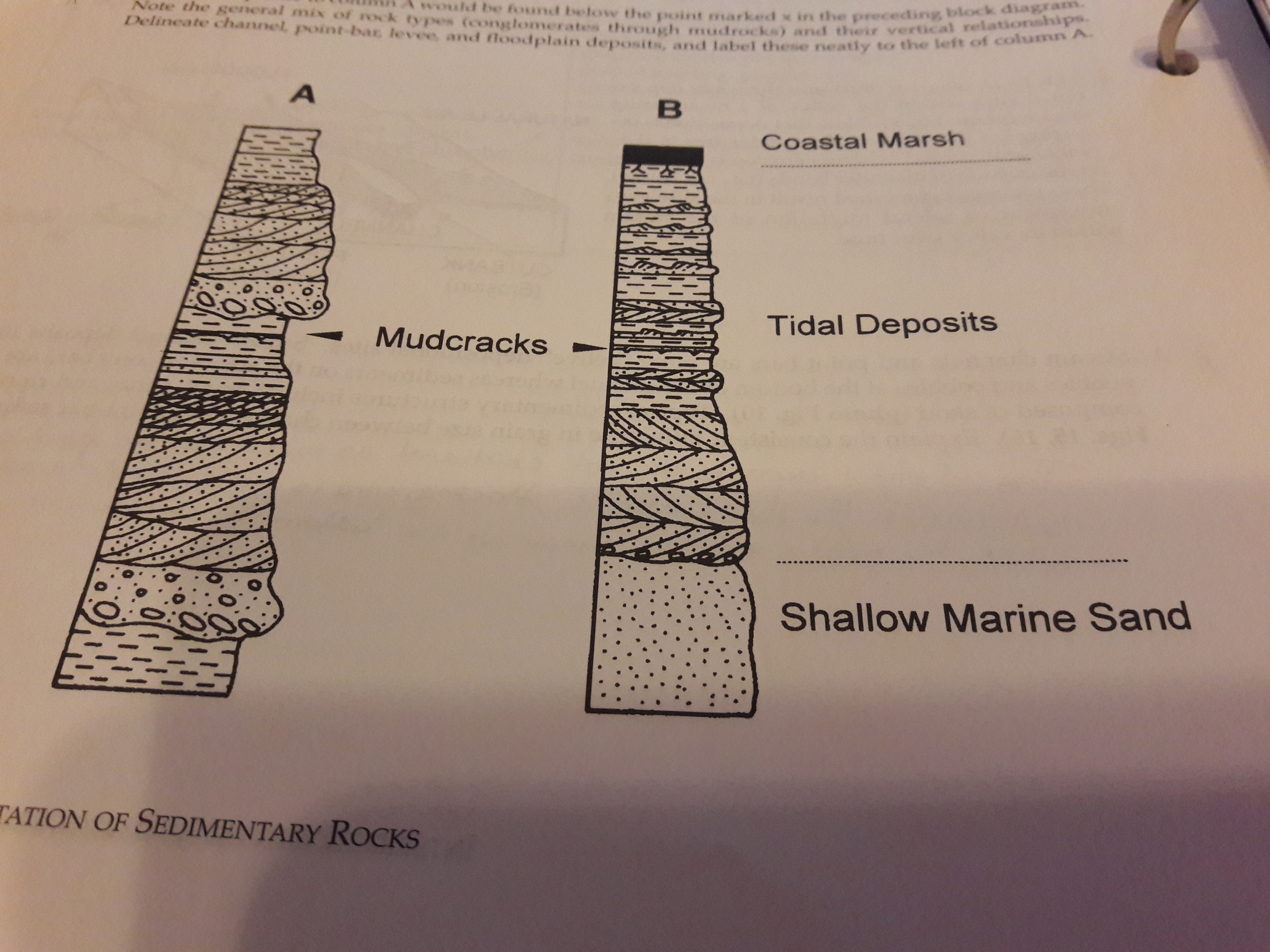 Solved Examine the stratigraphic columns labeled A and B | Chegg.com