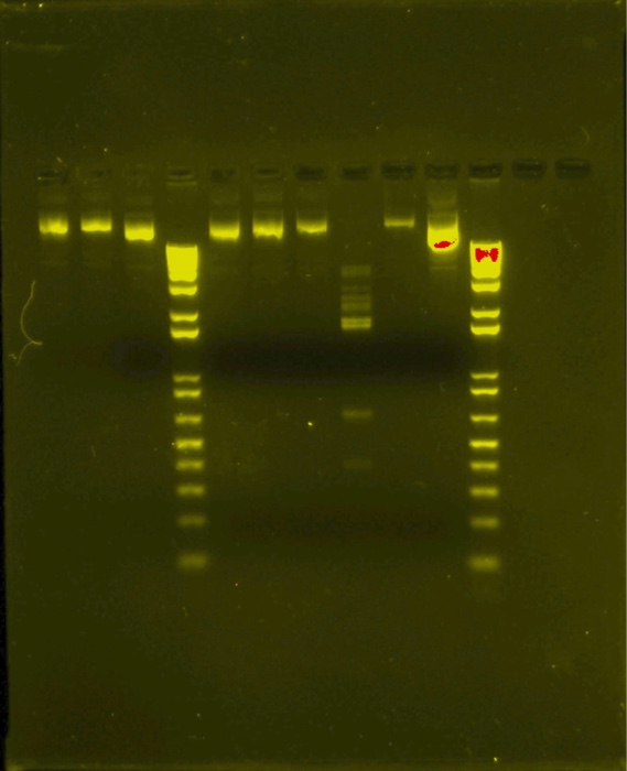 Solved Measure the distance the DNA ladder fragment | Chegg.com