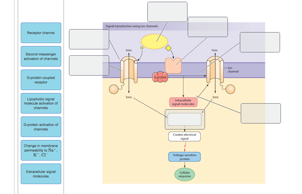 Solved Signal transduction using ion channels Receptor | Chegg.com