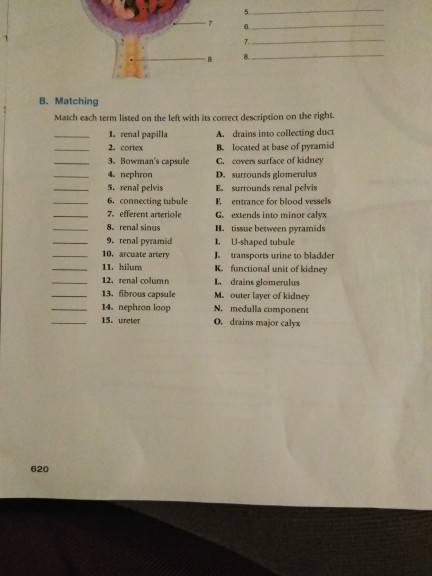 Solved B. Matching Match each term listed on the left with | Chegg.com