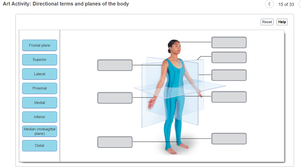 Lateral Plane Of The Body Body Planes, Directions, and Cavities