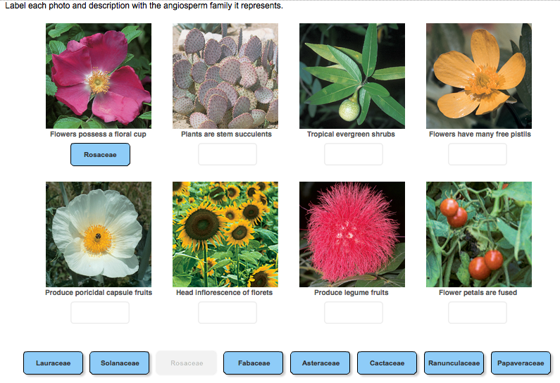 Solved Label each photo and description with the angiosperm | Chegg.com