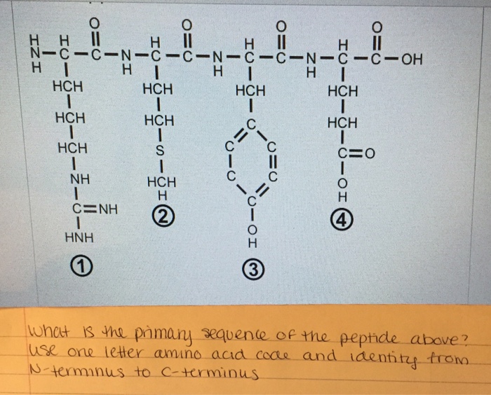 Solved What is the primary sequence of the peptide above? | Chegg.com