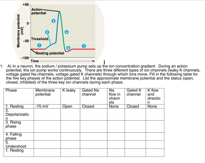 Solved In a neuron, the sodium/potassium pump sets up the | Chegg.com