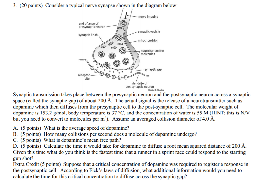 Solved 3. (20 points) Consider a typical nerve synapse shown | Chegg.com