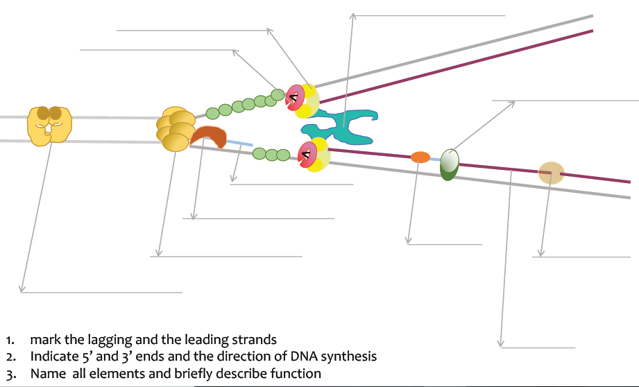 Solved 1. mark the lagging and the leading strands 2. | Chegg.com