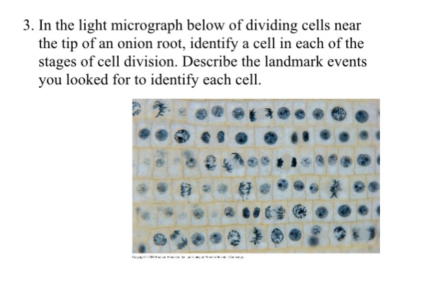 Solved In the light micrograph below of dividing cells near | Chegg.com