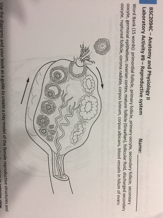 Solved Laboratory Activity #9-Reproductive system Name: | Chegg.com