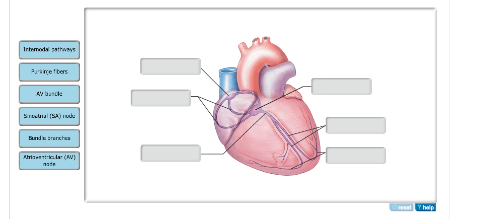 Internodal Pathways