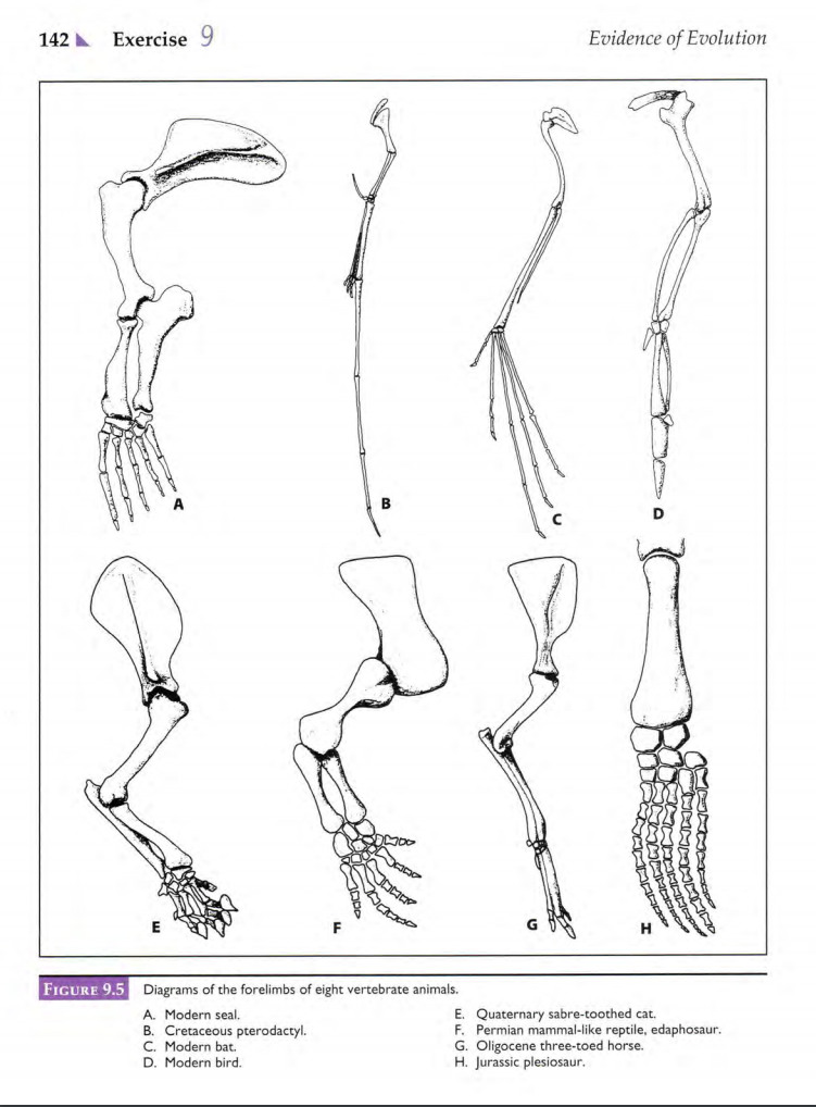 Solved After examining the diagram of a human skeleton in | Chegg.com